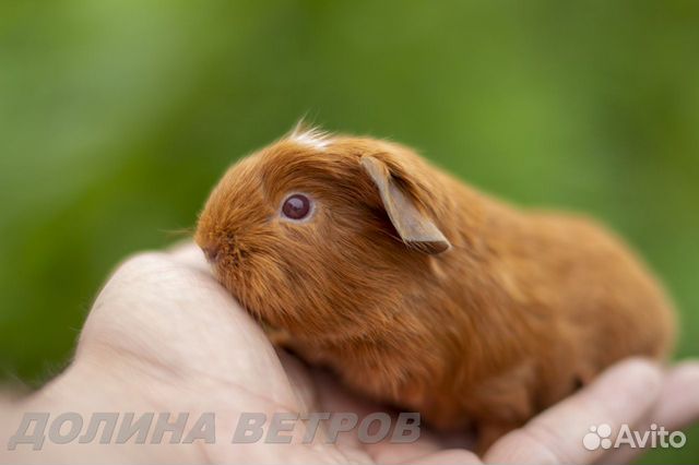 Мальчик американский крестед золотой