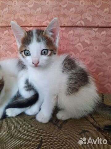Котята в добрые руки 1 месяц