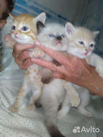 Котята