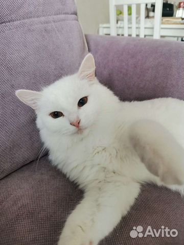 Сибирская кошка