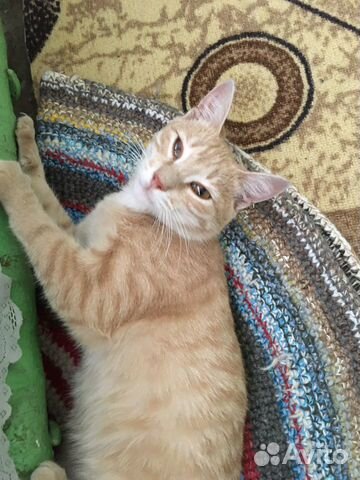 Котик Мурчелло