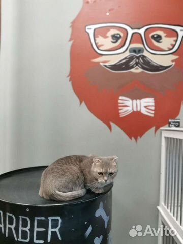 Британка вязка