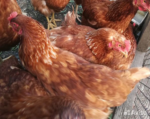 Куры несушки Радонит