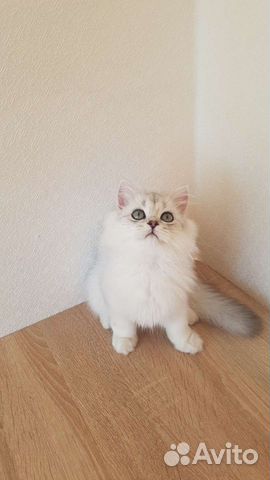 Британский аристократ