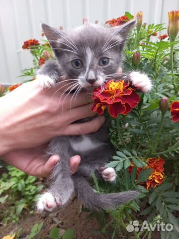 Котёнок мальчик, 1,5-2 месяца в добрые руки