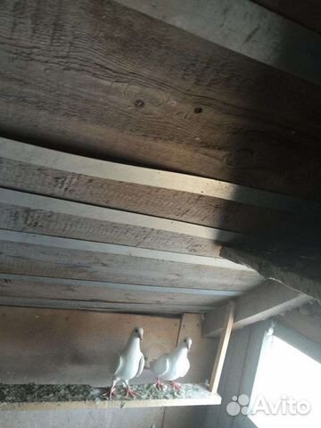 Голуби почтовые