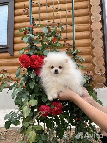 Малыш Чарли