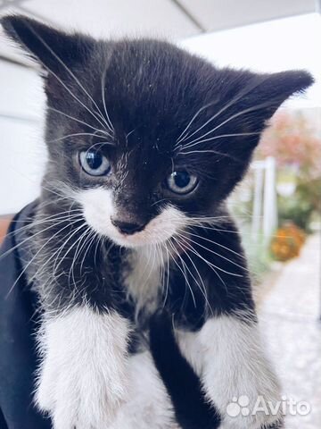 Котенок мальчик около месяца