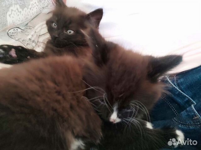 Котята бесплатно с кормом в подарок