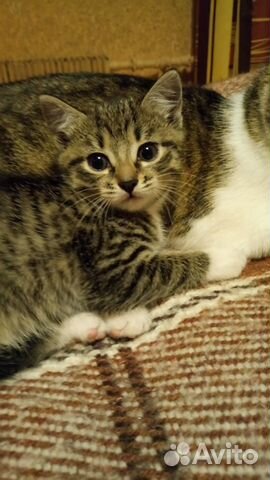 Отдаём домашнего котёнка