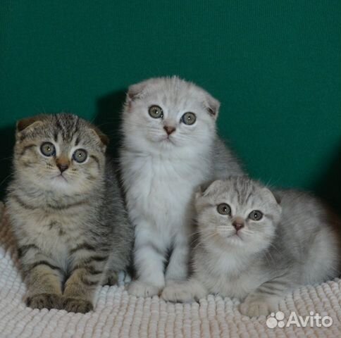 Вислоухие Красавцы