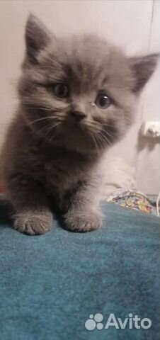 Британец шикарный