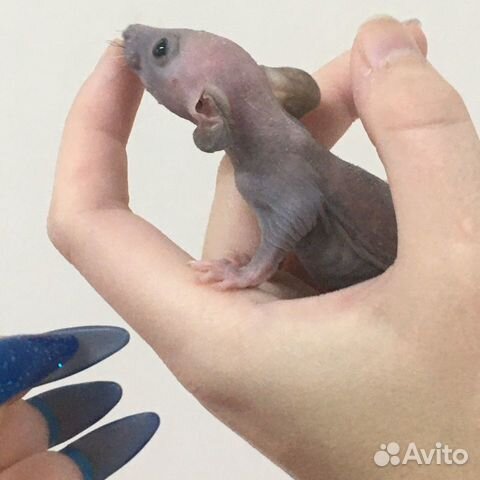 Продам крысу ”Дамбо-сфинкс”