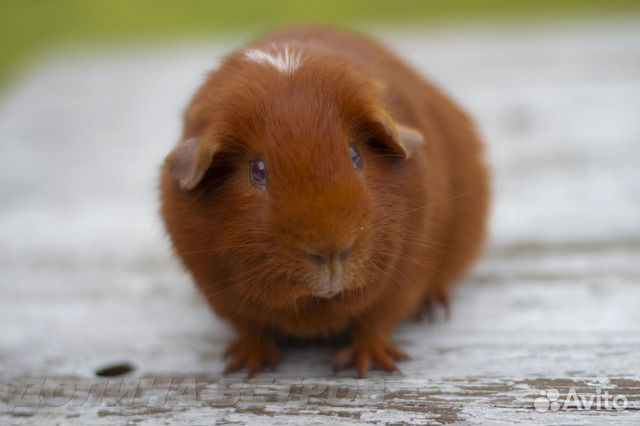 Морская свинка мальчик биколор