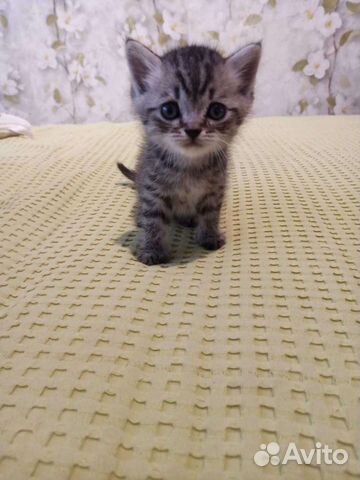 Котёнок породы шотландский вислоухий (прямоухий)