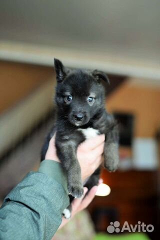 Маленький щенок ждёт хозяев