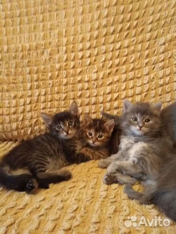 Котенок любящим хозяевам