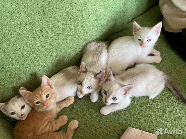 Котятки