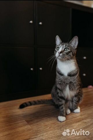 Котик Тима (Тимур) белая манишка, лапки в добрые