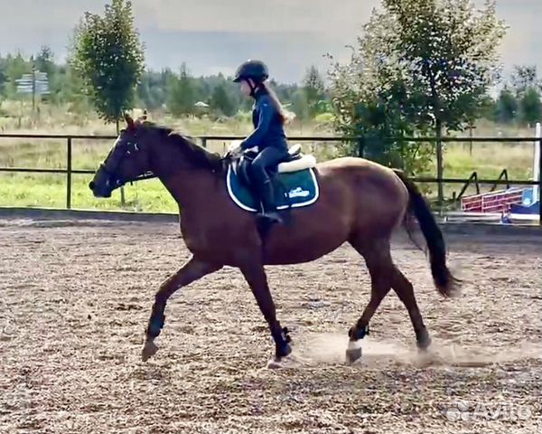 Продам свою кобылу под ребёнка или любителя