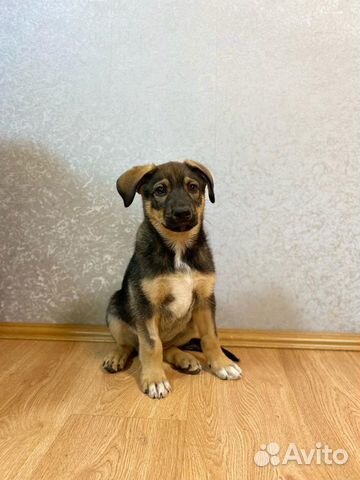Щенки
