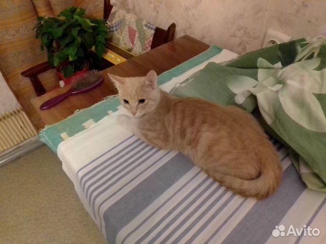 Найден рыжий котёнок в Ясенево 1 мкр