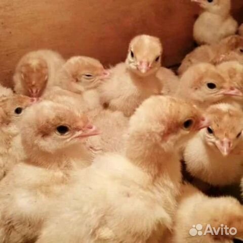 Индюшата хайбрид конвертер