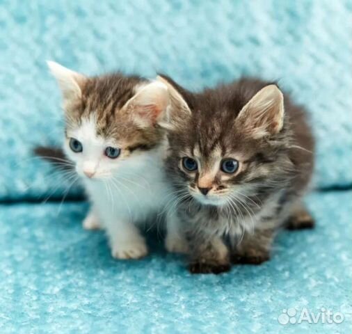 Сибирские котята в дар 2 мес