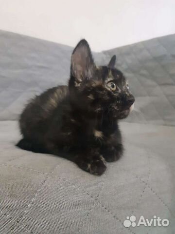 Котенок