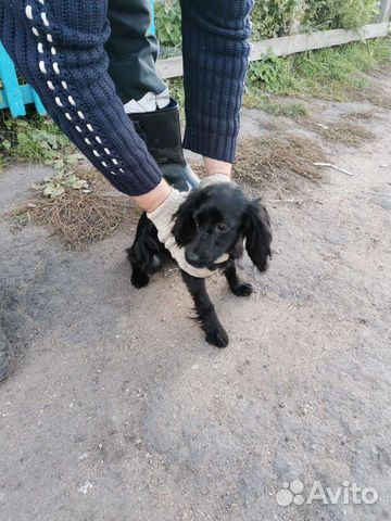 Продам щенка спаниель