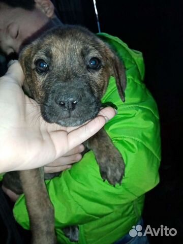 Куколка ждёт маму