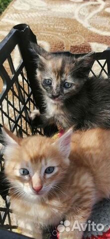 Котята хаски бесплатно