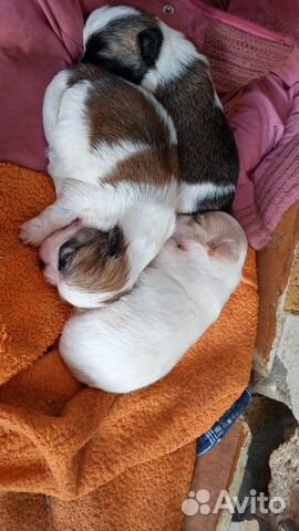 Щенки чихуахуа