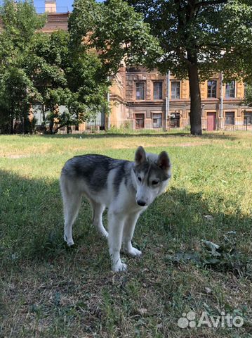 Девочка Хаски