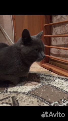 Отдам кота в добрые руки. Британская голубая. К ло