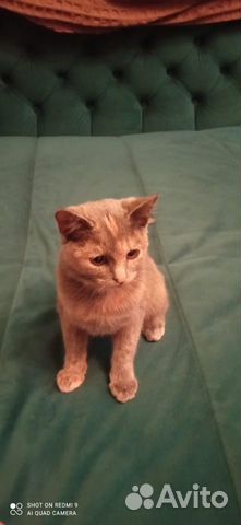 Отдам бесплатно котенка