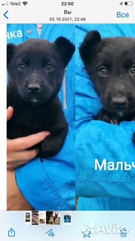 Собака щенок