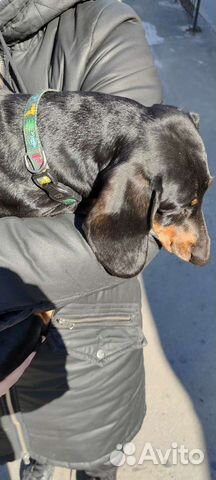 Найдена собака