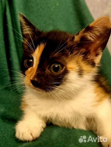 Кошка приносящая счастье 1,5 мес символически 300