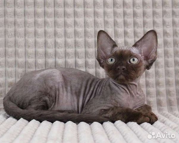 Шоколадный мальчик Девон-рекс