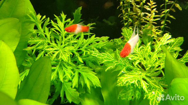 Аквариумные растения