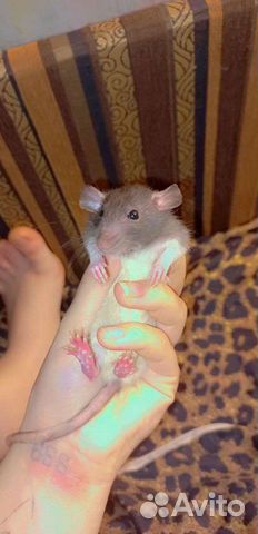 Крыса домашняя