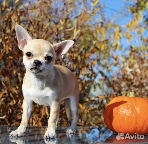 Барышня с манерами )