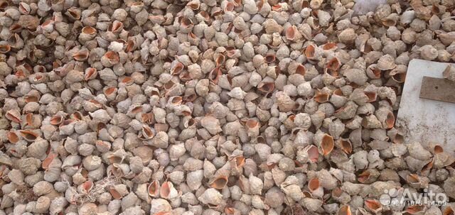 Ракушка Рапана в мешках