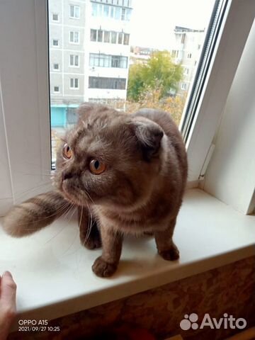 Шотландий вислоухий кот в добрые руки