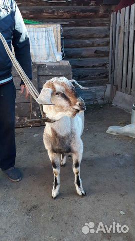 Козел альпонубиец