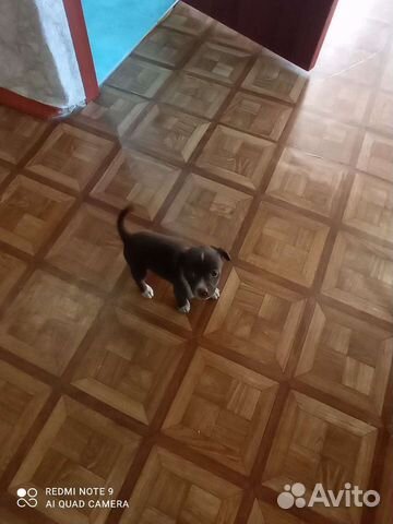 Маленькая собака щенок