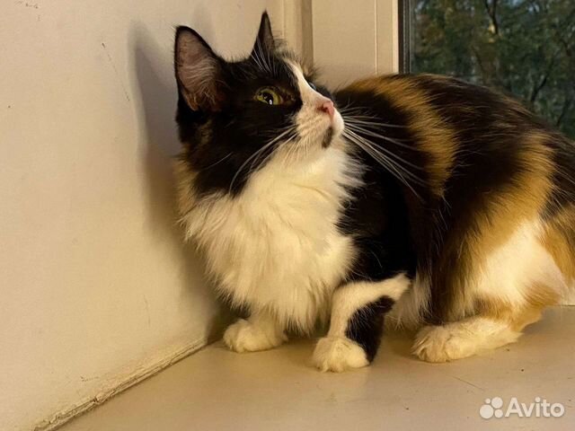 Трехцветная кошка Тони