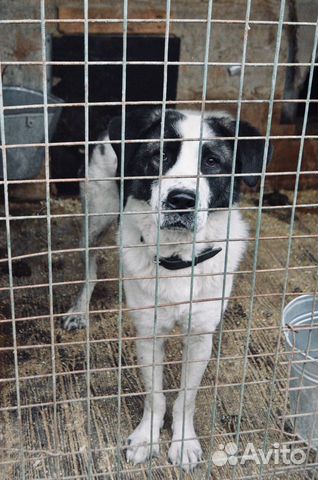 Я умру в приюте