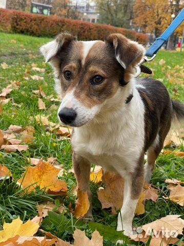 Некрупный песик Лучик